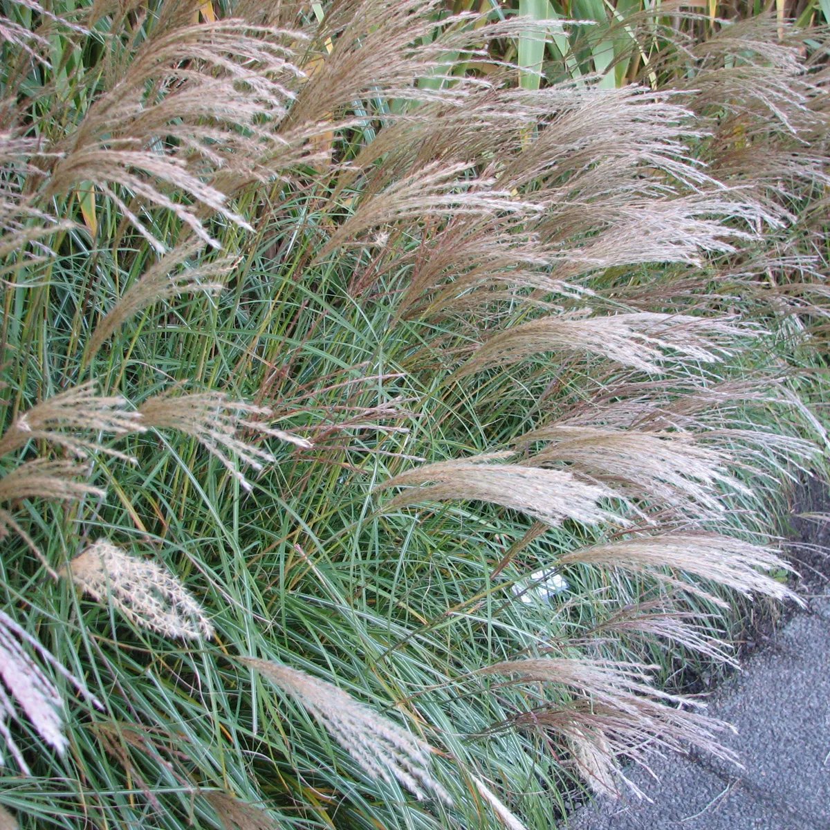 Glansmiskantus 'Yaku-jima' 17 cm MPS