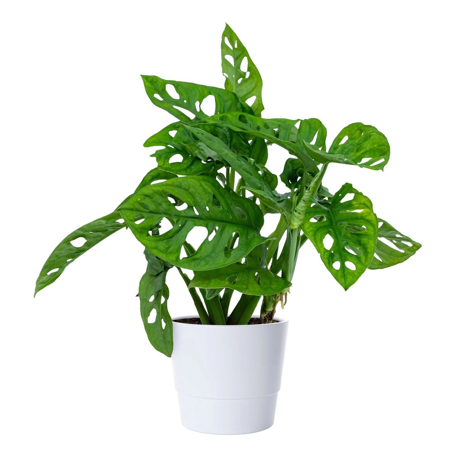 Liten monstera 12 cm 20-30 cm MPS