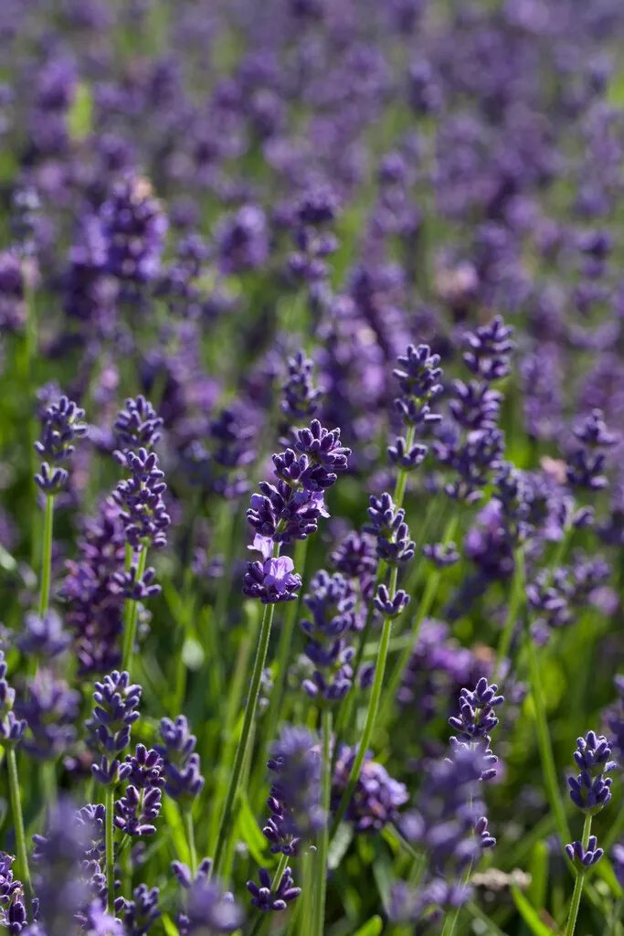 Lavendel 'Essence Purple' 26 cm MPS