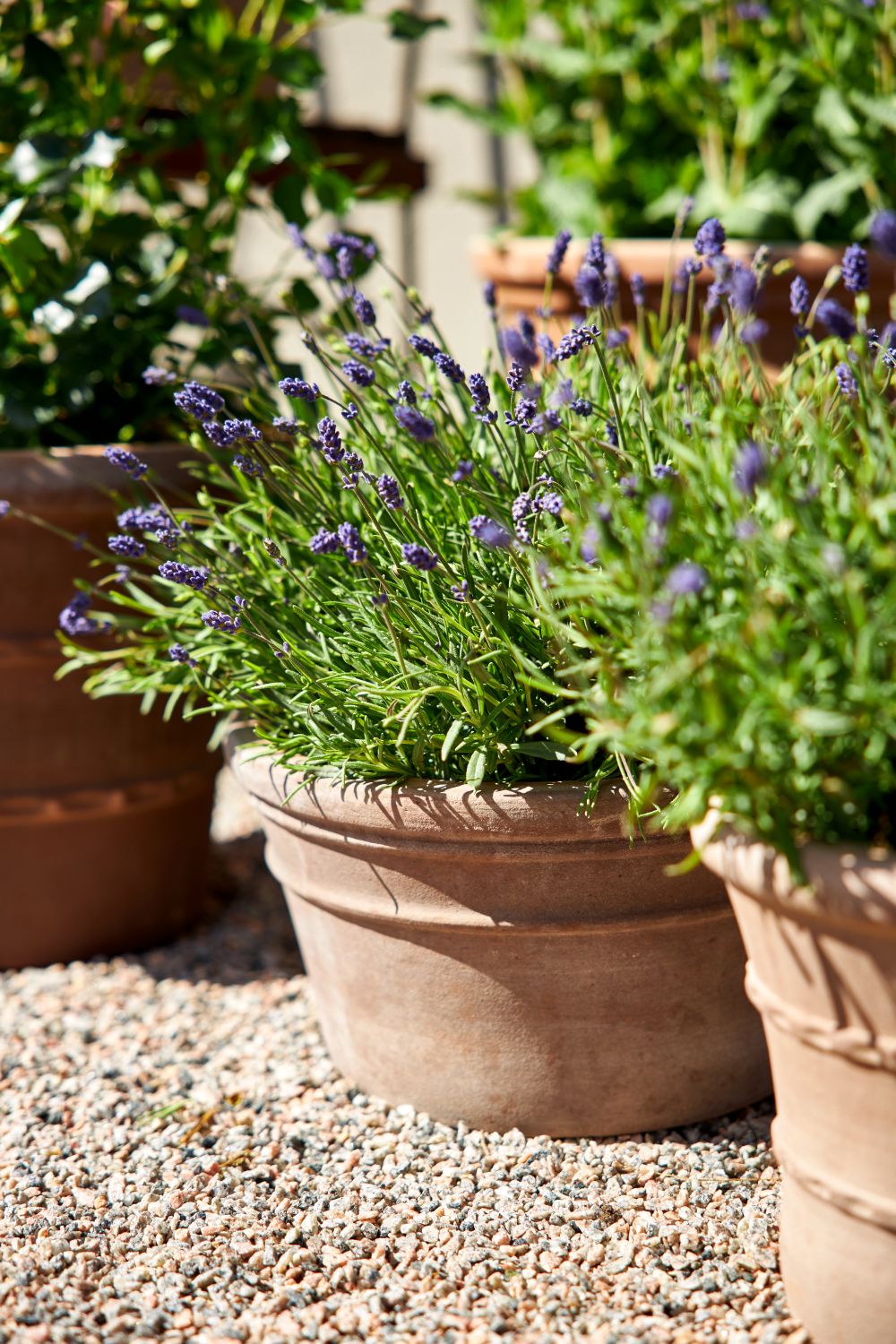 Lavendel 'Essence Purple' 26 cm MPS
