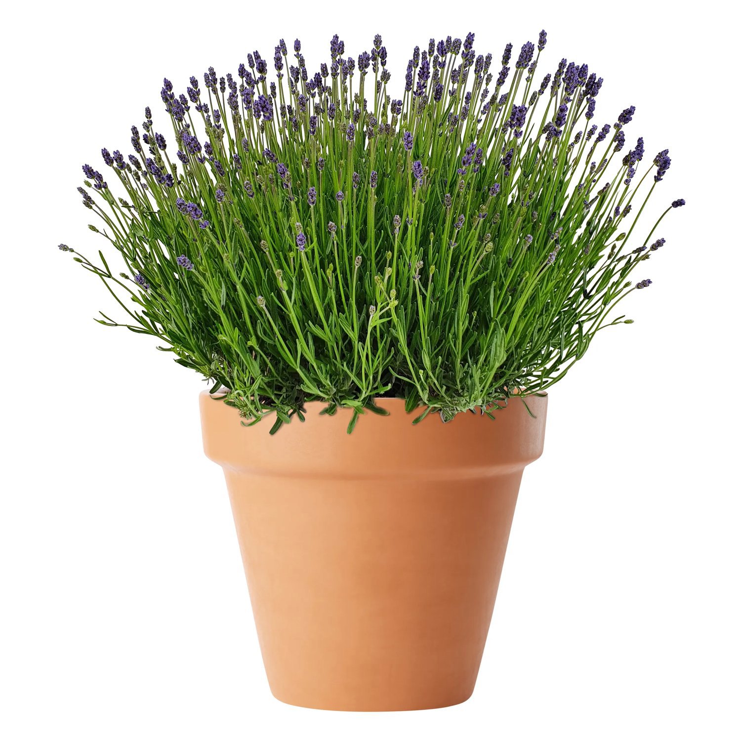 Lavendel 'Essence Purple' 29 cm MPS