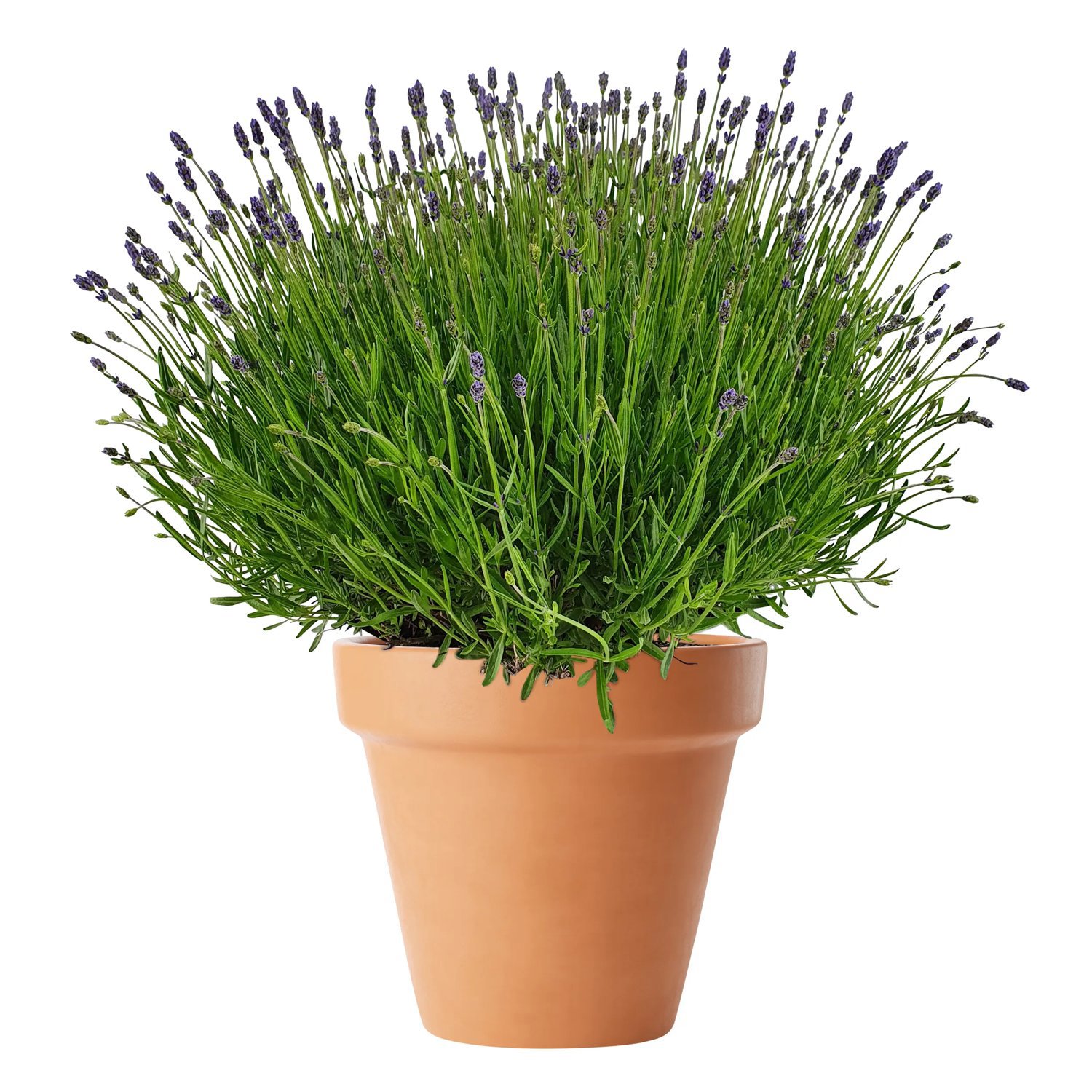 Lavendel 'Essence Purple' 32 cm MPS
