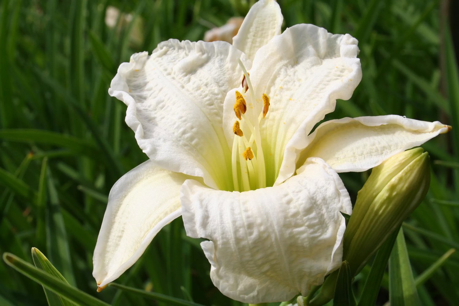 Daglilja 'Joan Senior' 12.5 cm