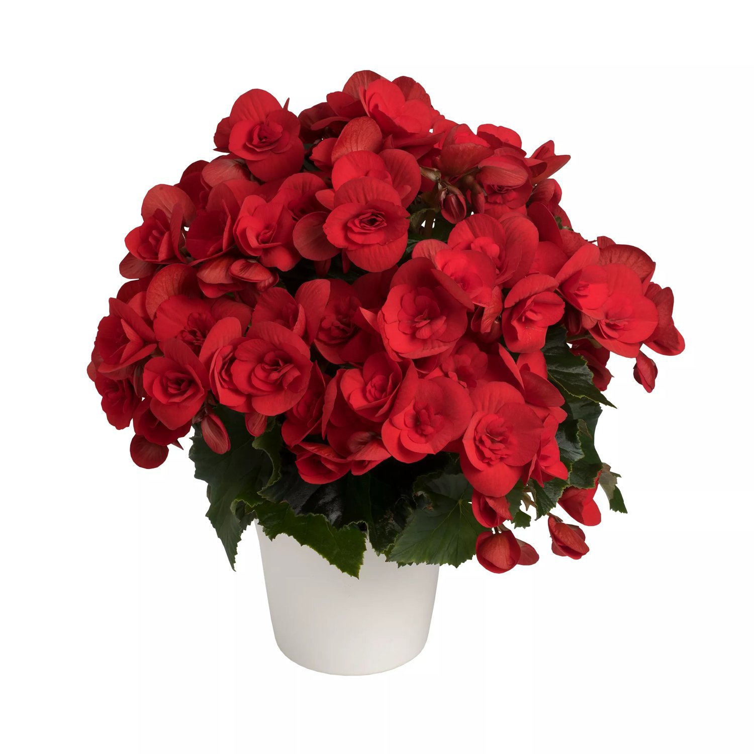 Begonia 'Baladin' 12 cm 20-25 cm Svenskt Sigill/Från Sverige