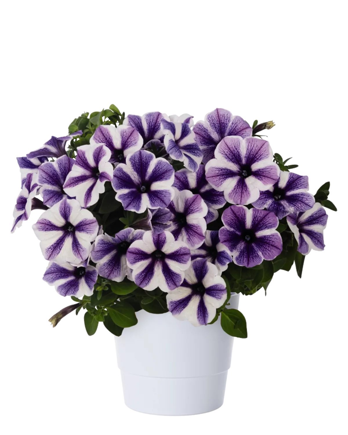 Petunia SWEETUNIA STARFISH 12 cm 15-20 cm Svenskt Sigill/Från Sverige