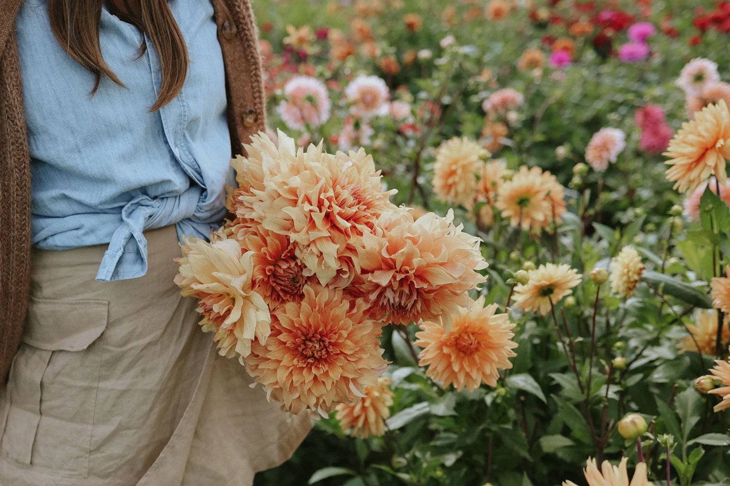Dahlia 'Hercules'