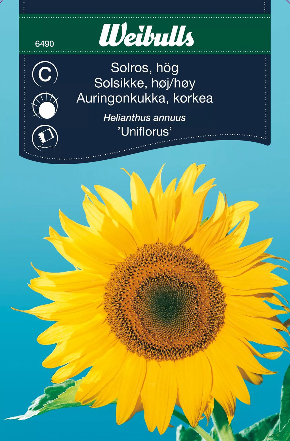 Solros 'Uniflorus'