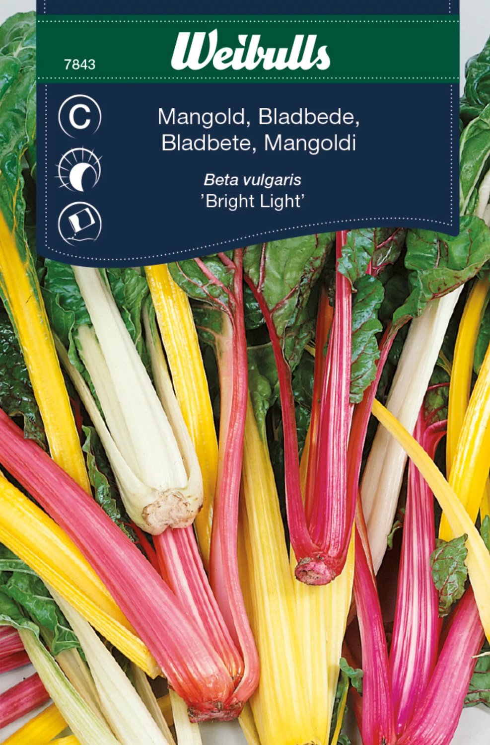 Mangold 'Bright Light'