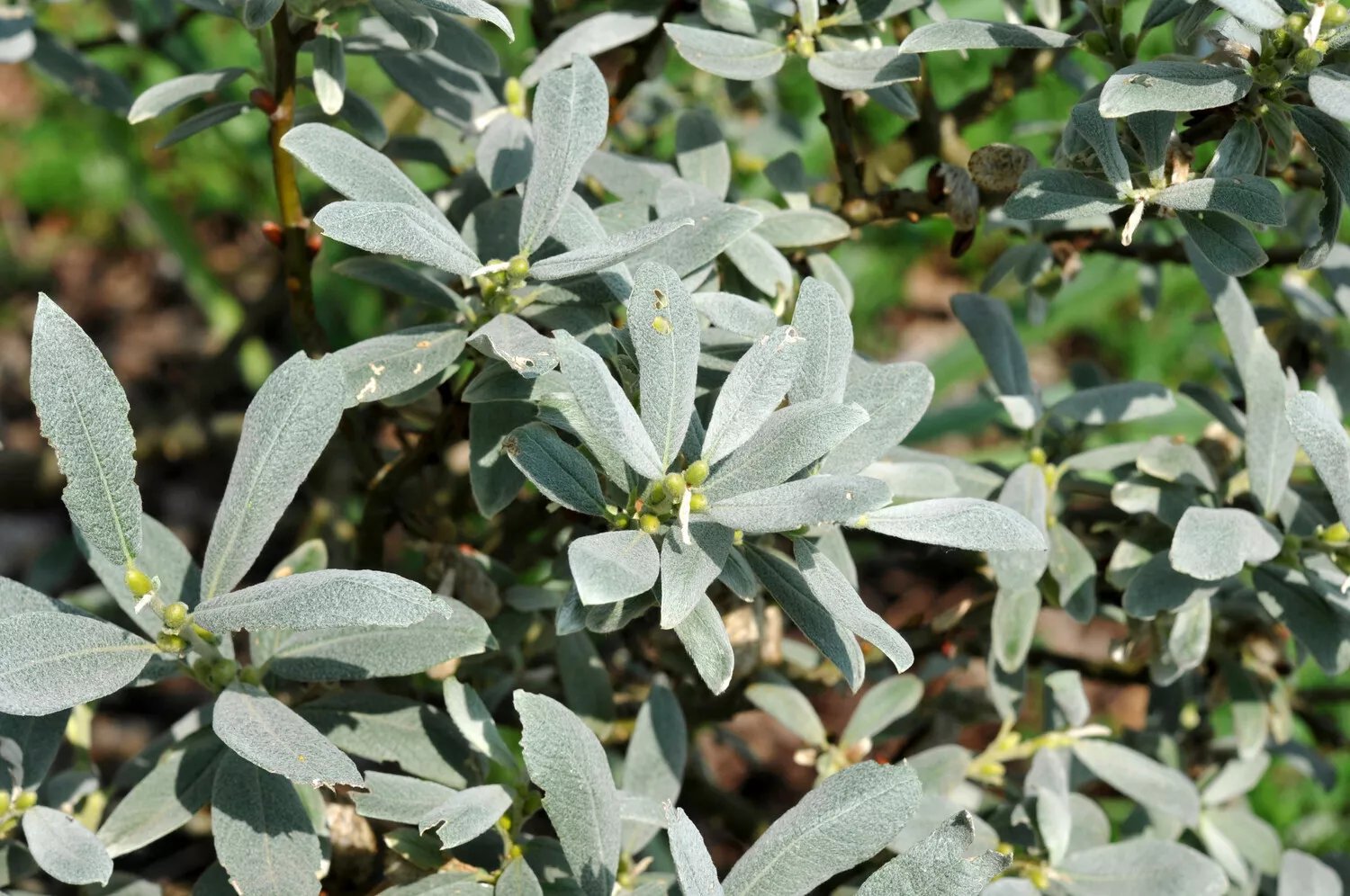 Alpvide 3 liter 40-60 cm