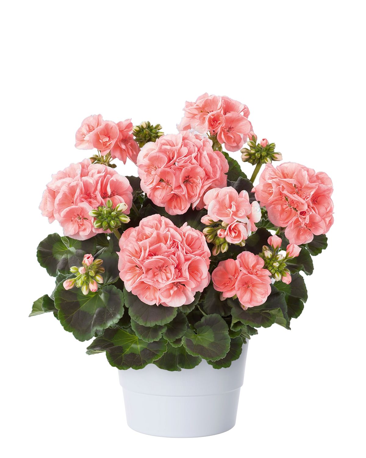 Zonalpelargon 'Smart Salmon (Lenja)´ 12 cm 20-25 cm Svenskt Sigill/Från ...