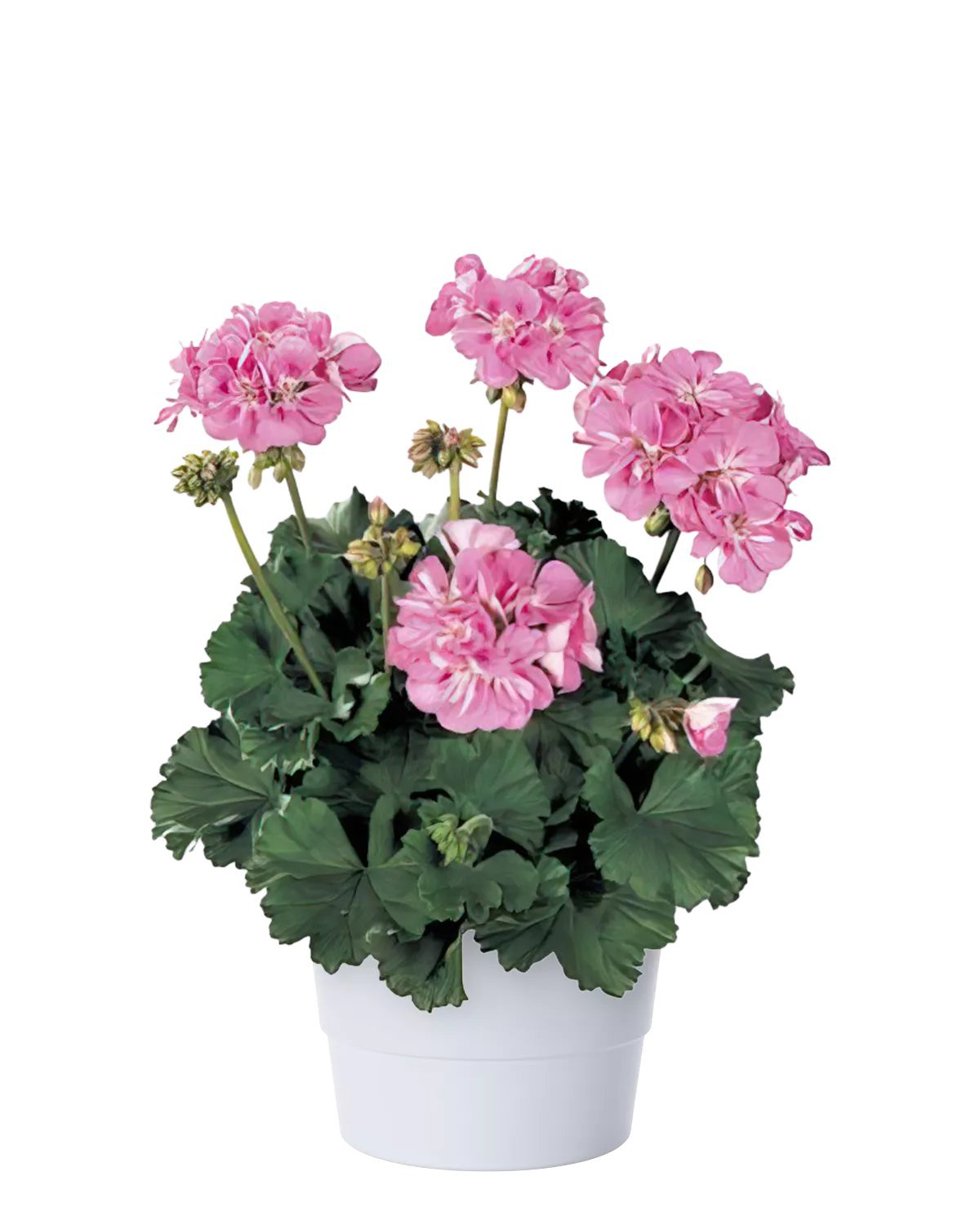 Zonalpelargon TANGO PINK 12 cm 20-25 cm Svenskt Sigill/Från Sverige