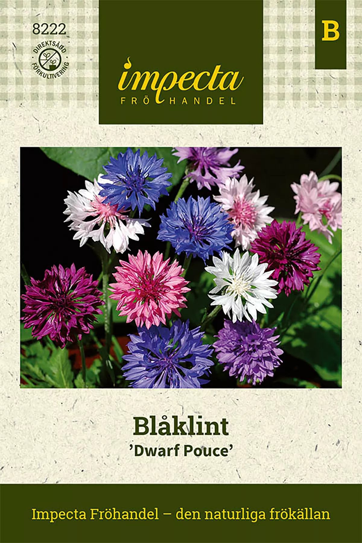 Blåklint 'Dwarf Pouce' 225 st