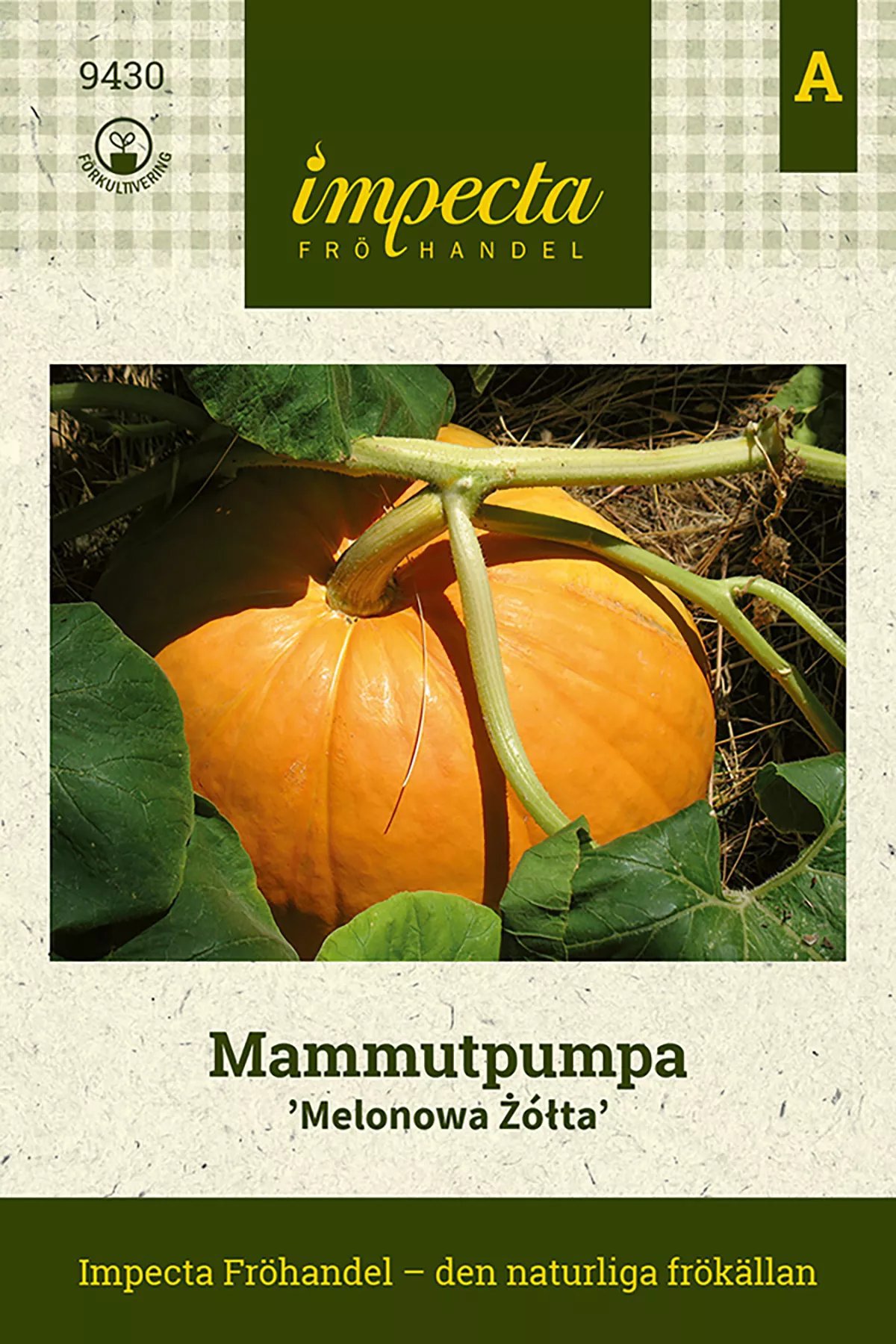 Mammutpumpa 'Yellow Giant' 12 st