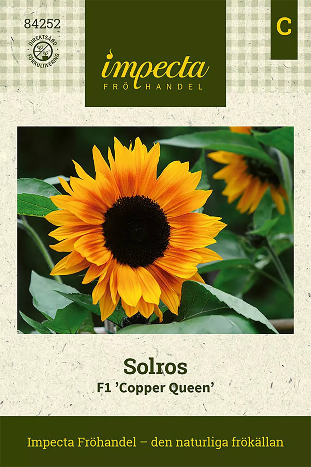 Solros F1 'Copper Queen' 20 st