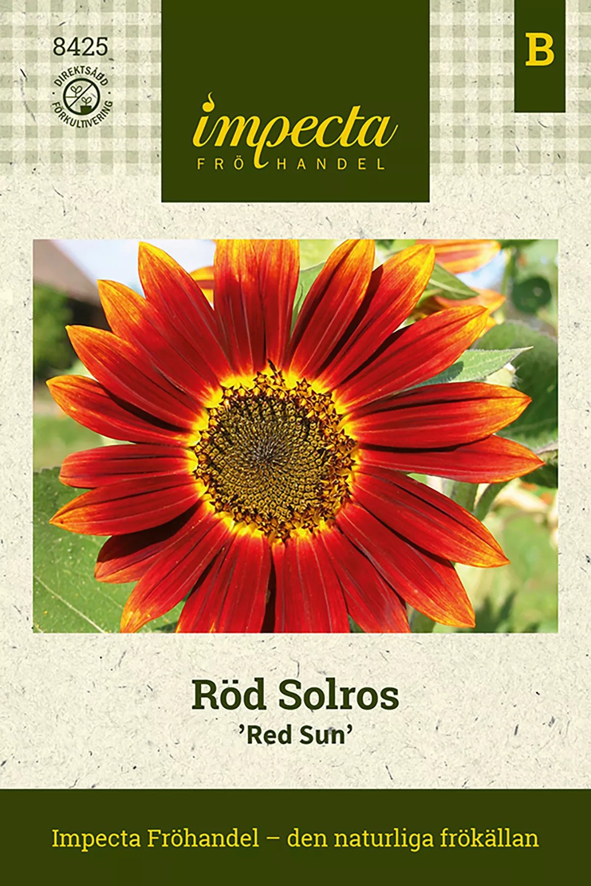 Röd Solros 'Red Sun' 20 st