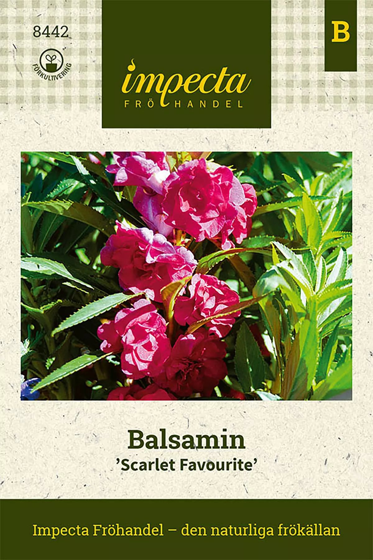 Balsamin 'Scarlet Favourite' 50 st
