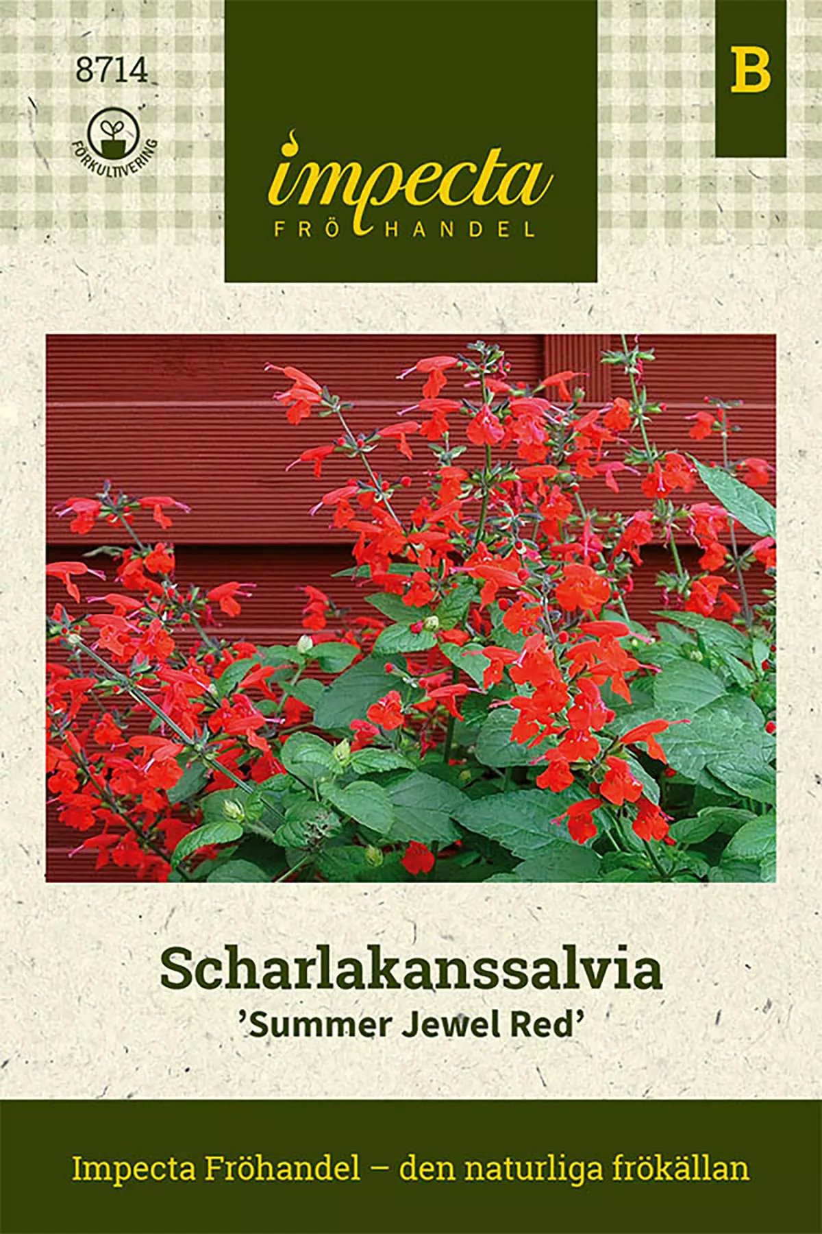 Scharlakanssalvia 'Summer Jewel Red' 25 st
