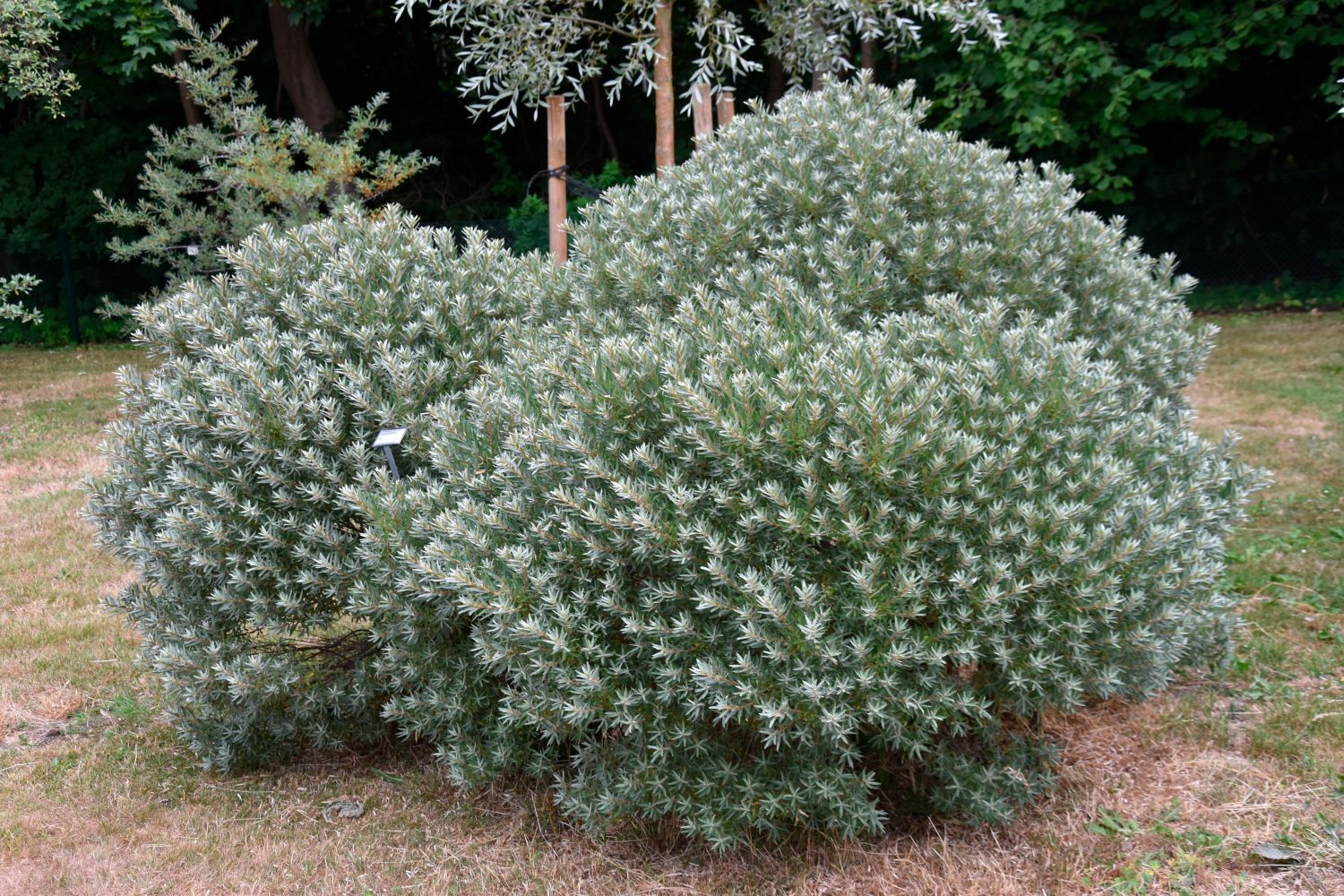 Havtorn 'Hikul' 3.5 liter 20-40 cm