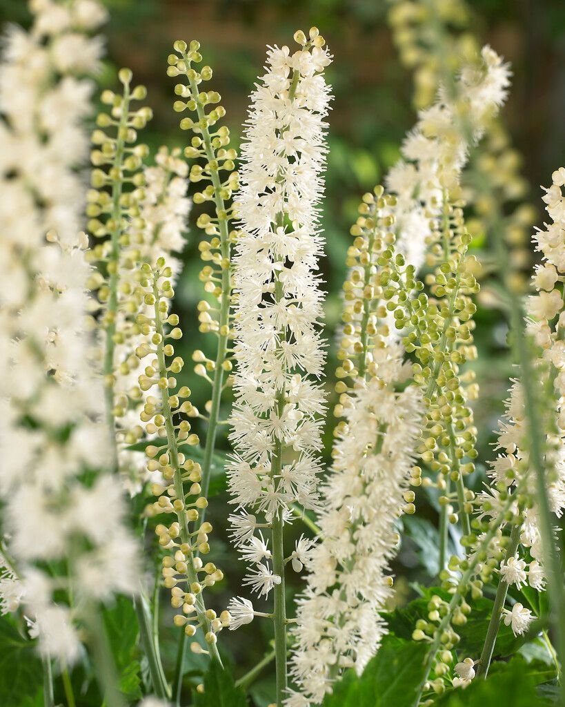 Kandelaber-silverax 'White Pearl' 13 cm Från Sverige Liljedalgårdens ...