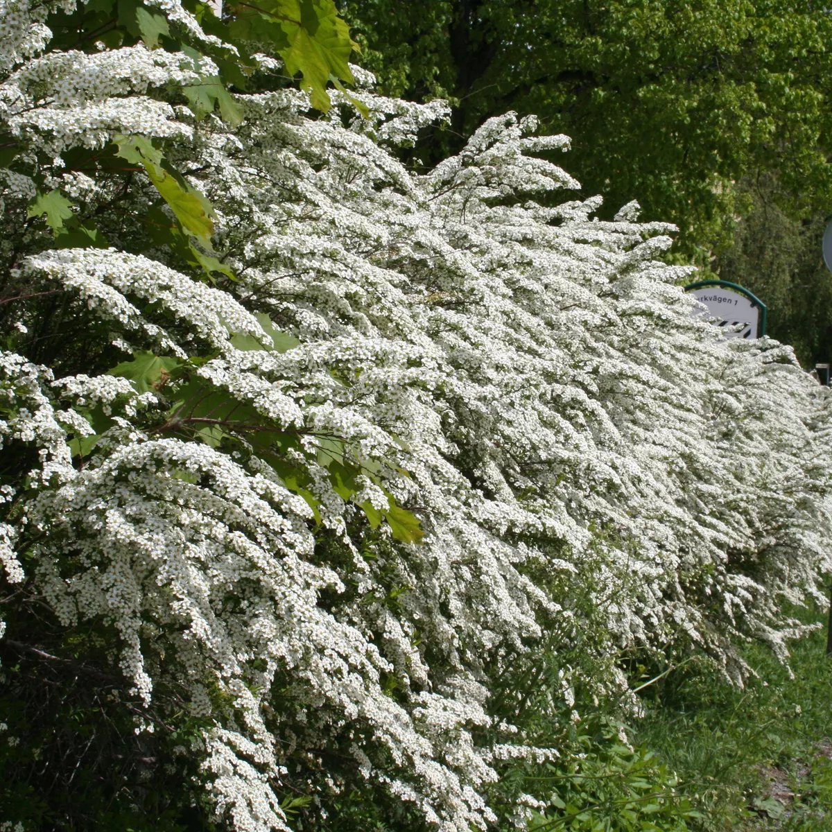 Norskspirea 'Grefsheim' 10-pack 50-80 cm
