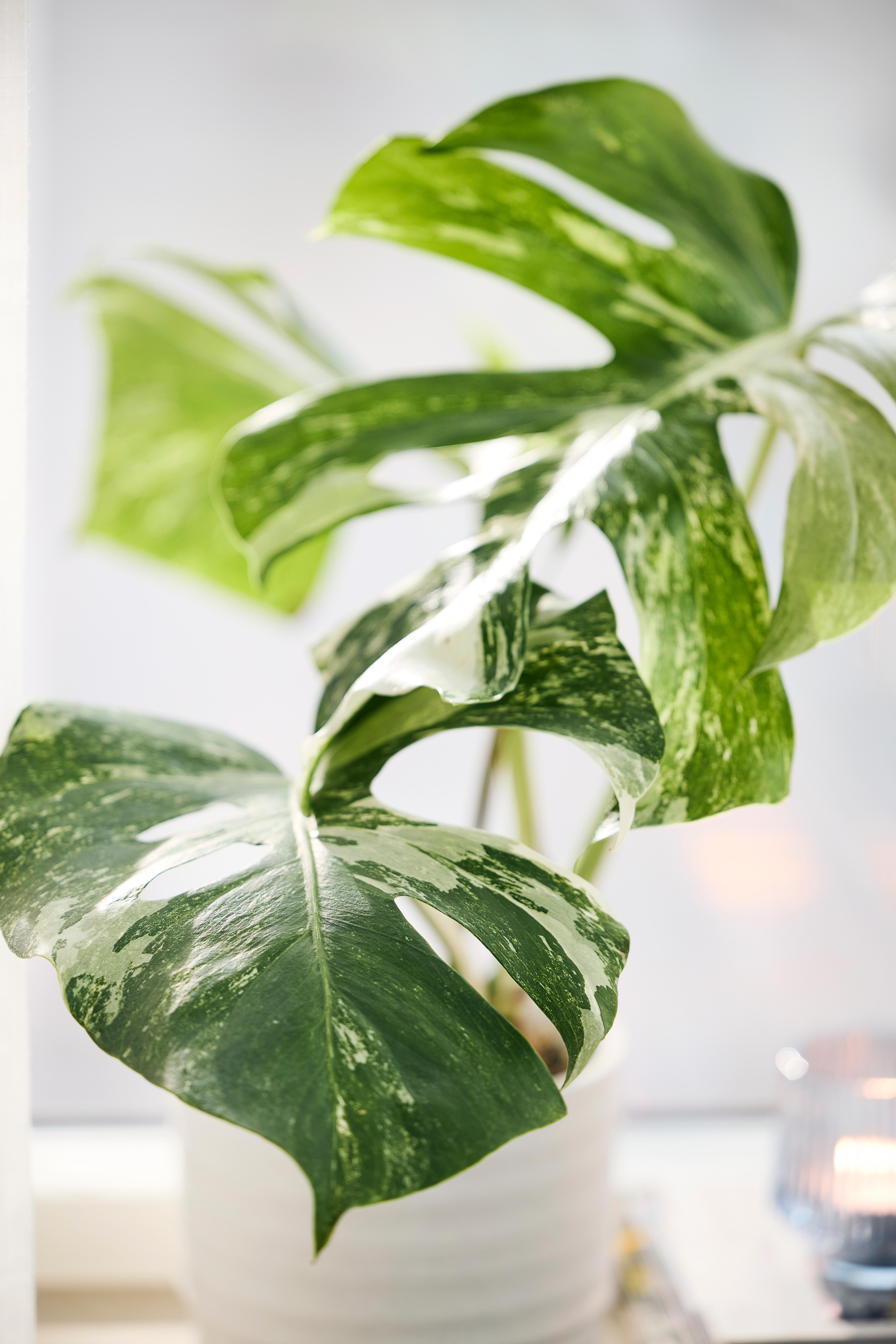 Köp Monstera deliciosa, adansonii & variegata | Blomsterlandet