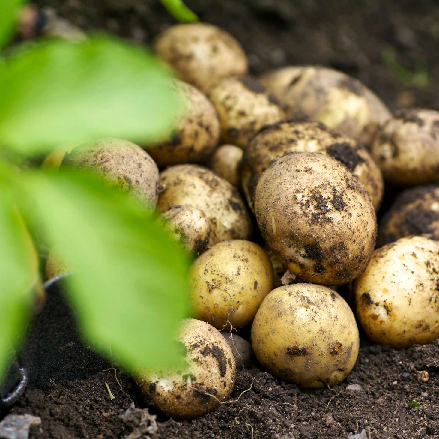 Odla egen potatis - köp sättpotatis online